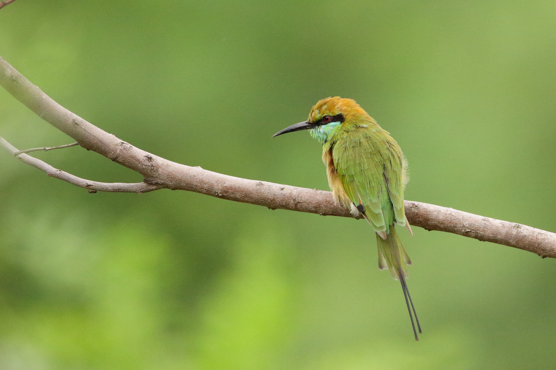 Fly_Catcher_5 – See!tHow